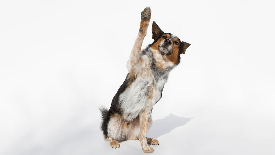 Watch Pups United | Netflix