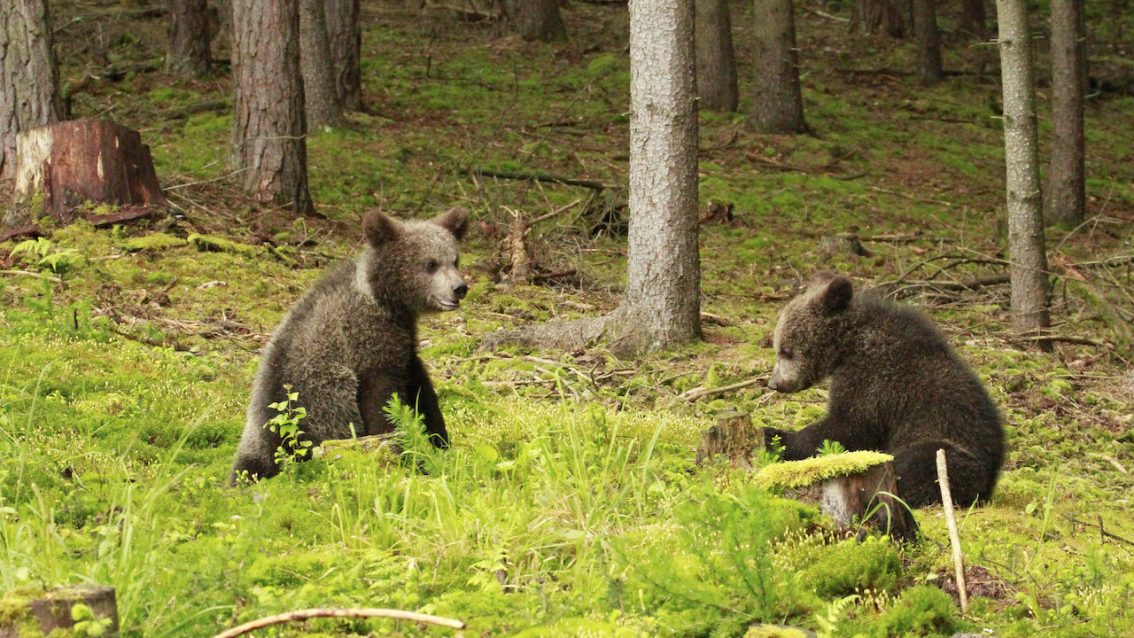 Watch Beary Tales | Netflix