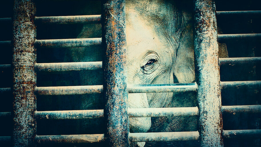 Watch Tyke Elephant Outlaw | Netflix