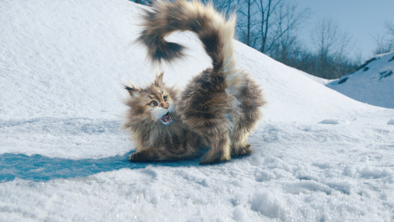 Watch Cat & Dog | Netflix