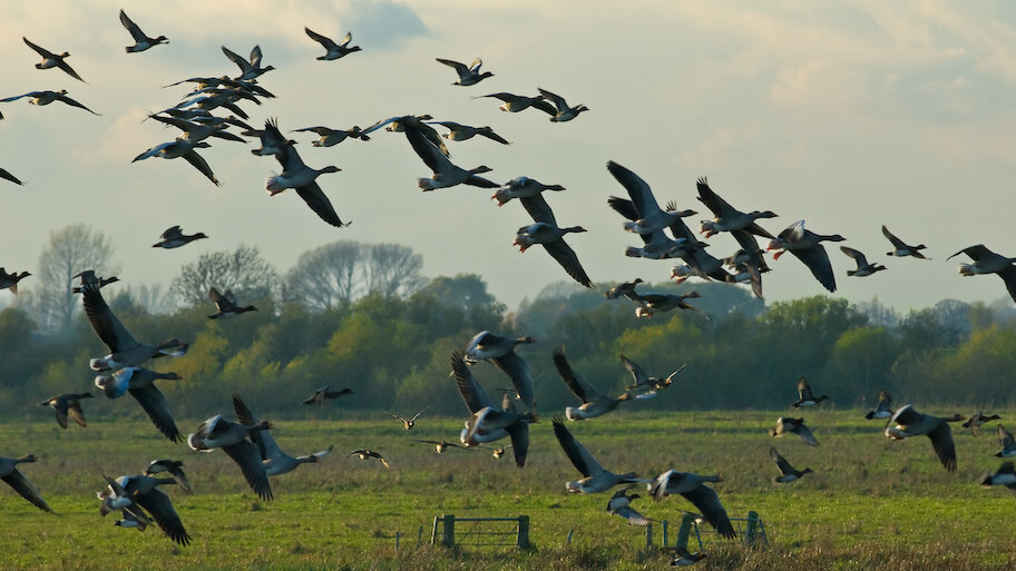 Watch NOVA: Bird Brain | Netflix