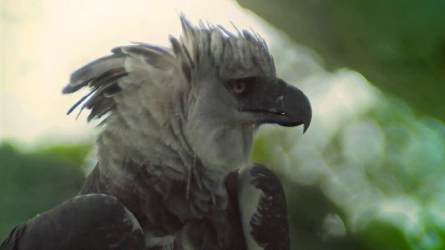 Watch Nature: Jungle Eagle | Netflix