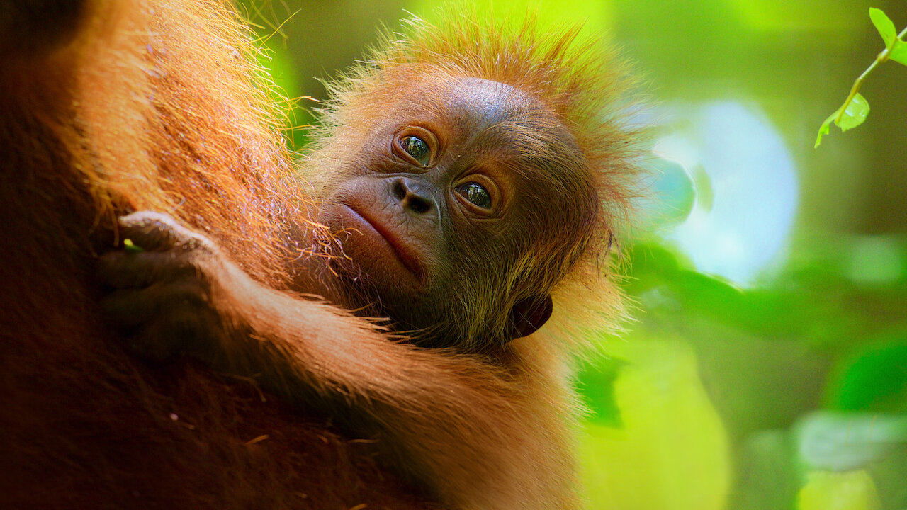 La Vie secrète des orangs-outans | Site officiel de Netflix