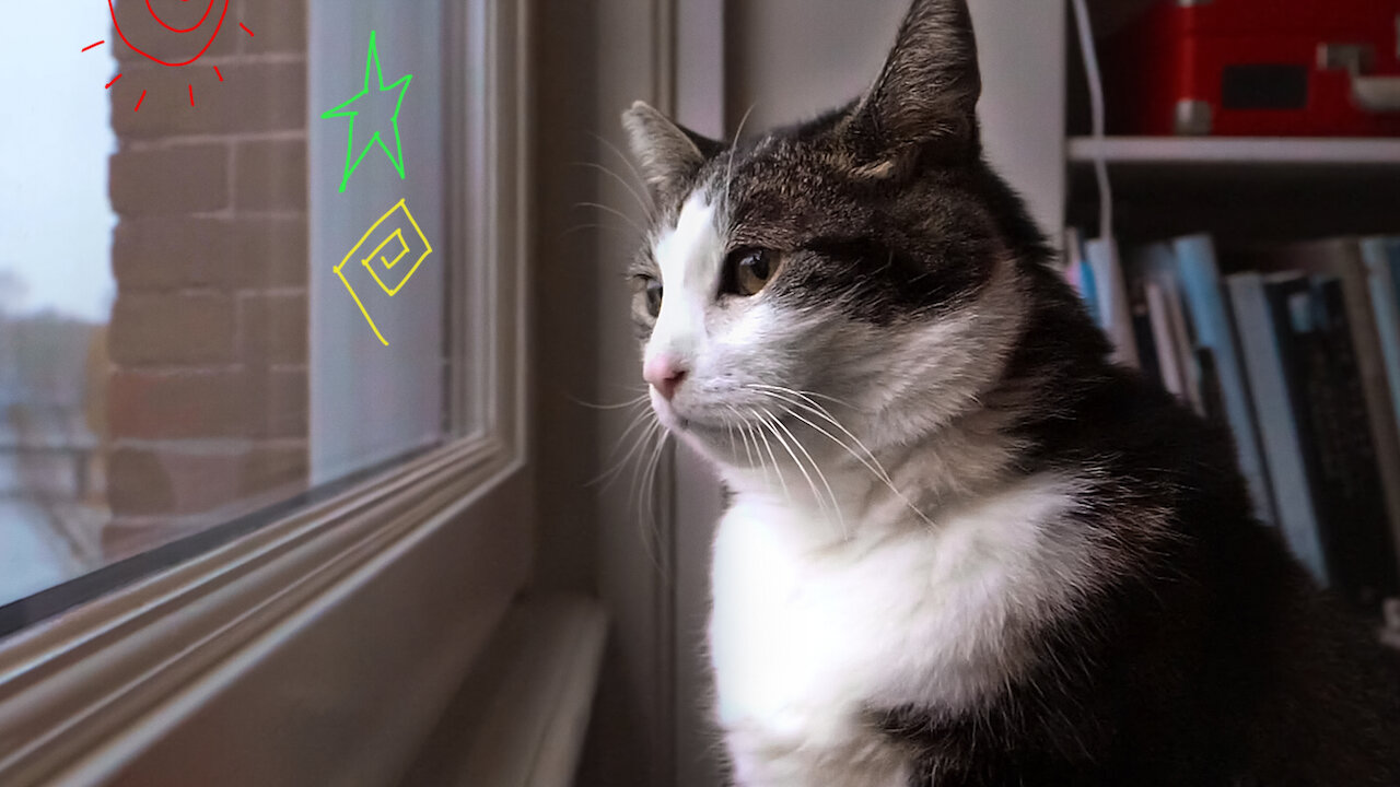 Watch Kitty Love: An Homage to Cats | Netflix Official Site