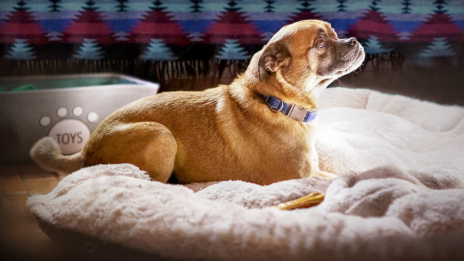 Watch It's Bruno! | Netflix Official Site