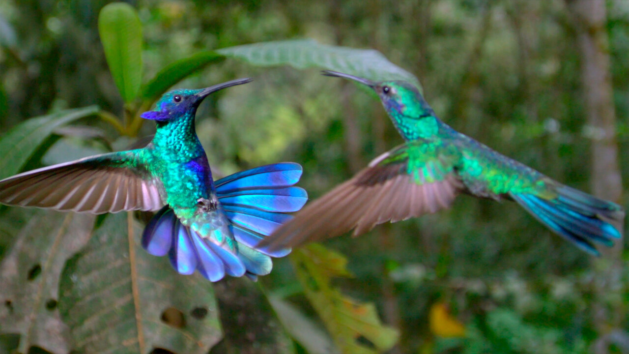 مشاهدة ‎Colombia: Wild Magic | Netflix
