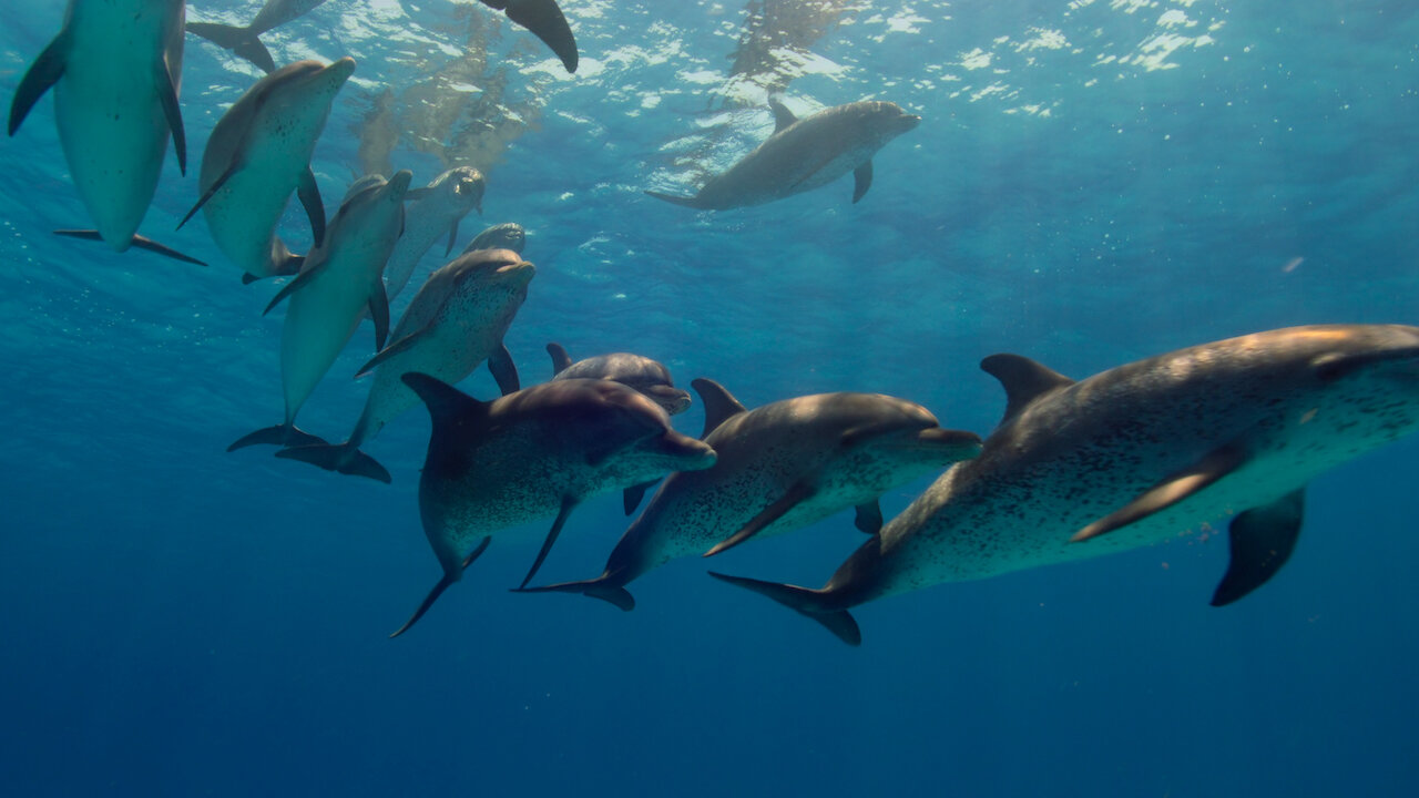 Watch Secret World of Sound with David Attenborough | Netflix Official Site