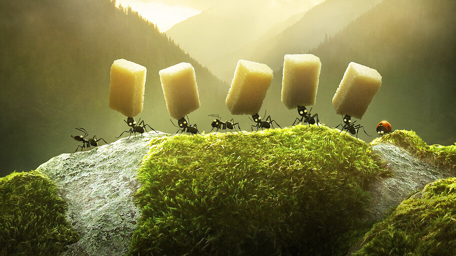 Watch Minuscule: Valley of the Lost Ants | Netflix