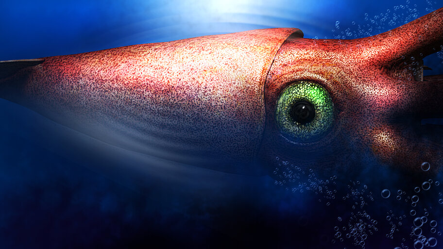 Watch Colossal Squid / Squid Invasion | Netflix