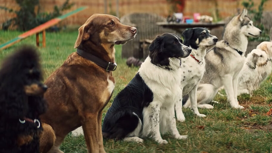 Watch Woof | Netflix