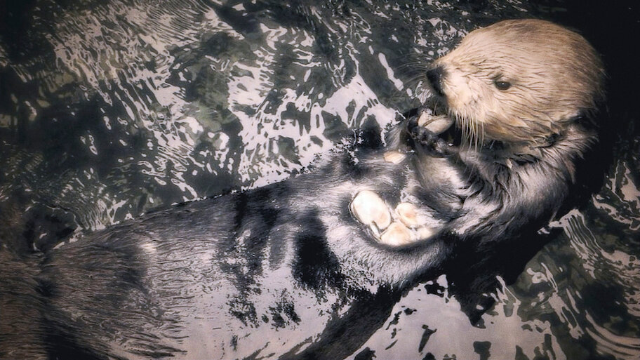 Watch Nature: Saving Otter 501 | Netflix