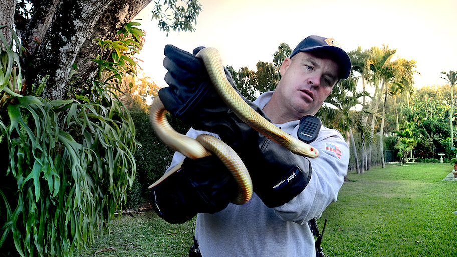 Watch Swamp Wars | Netflix