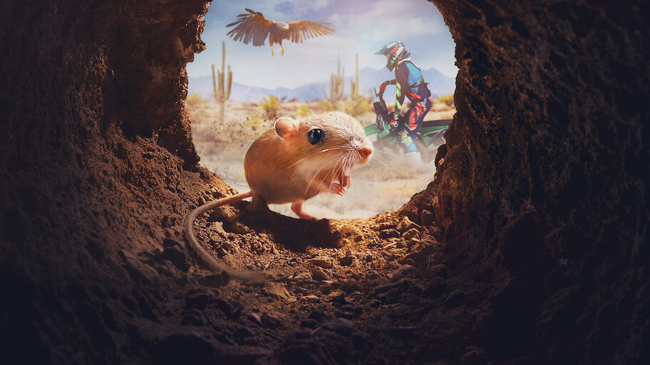 Watch Tiny Creatures | Netflix Official Site