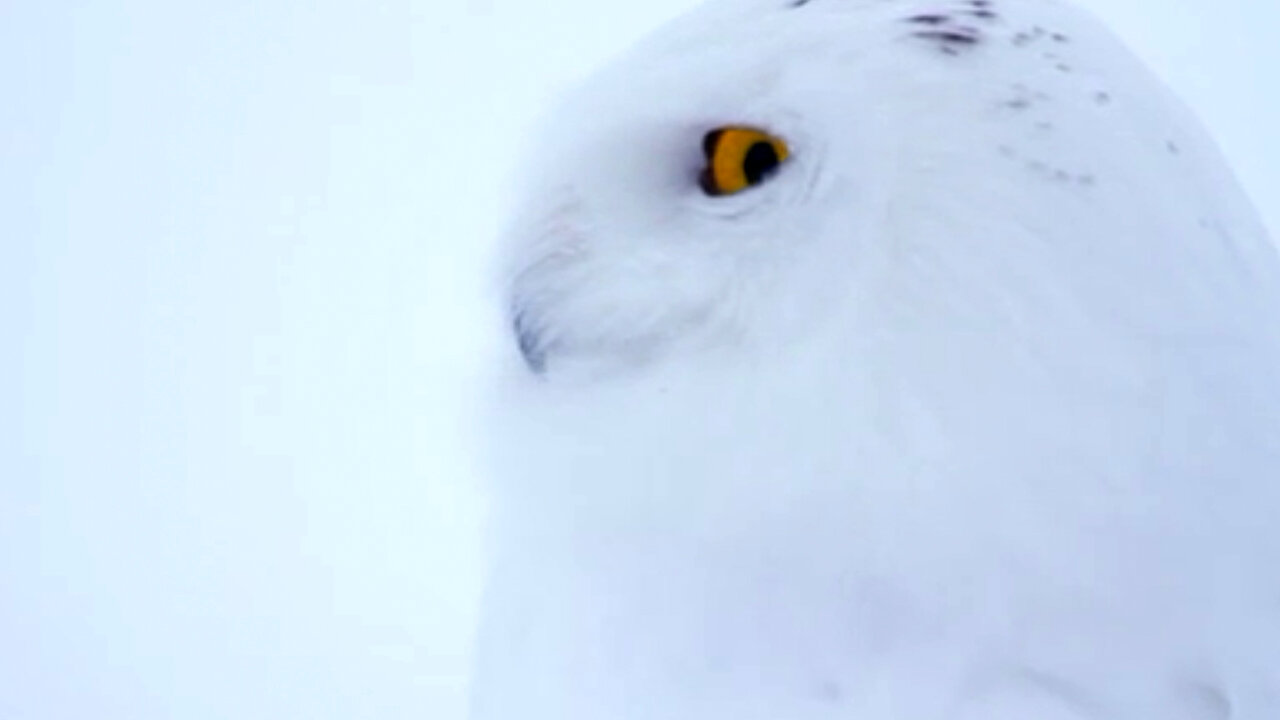 Watch NATURE: Magic of the Snowy Owl | Netflix
