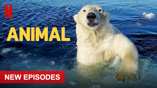 Watch David Attenborough: A Life on Our Planet | Netflix Official Site