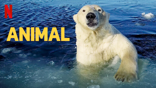 Watch David Attenborough: A Life on Our Planet | Netflix Official Site