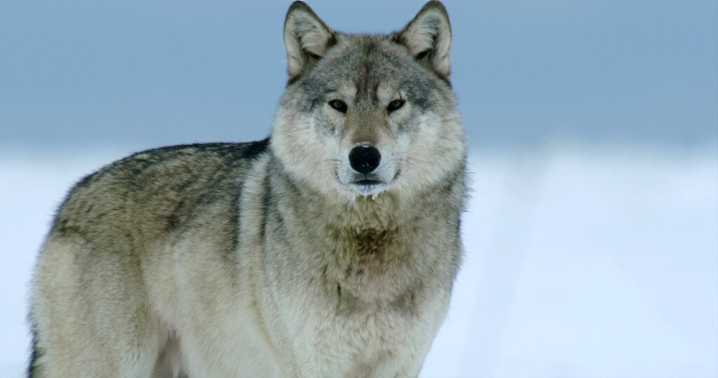 Watch Our Living World | Netflix Official Site