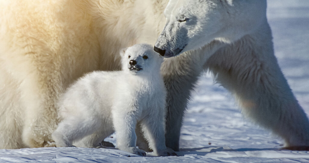 Watch Predators | Netflix Official Site