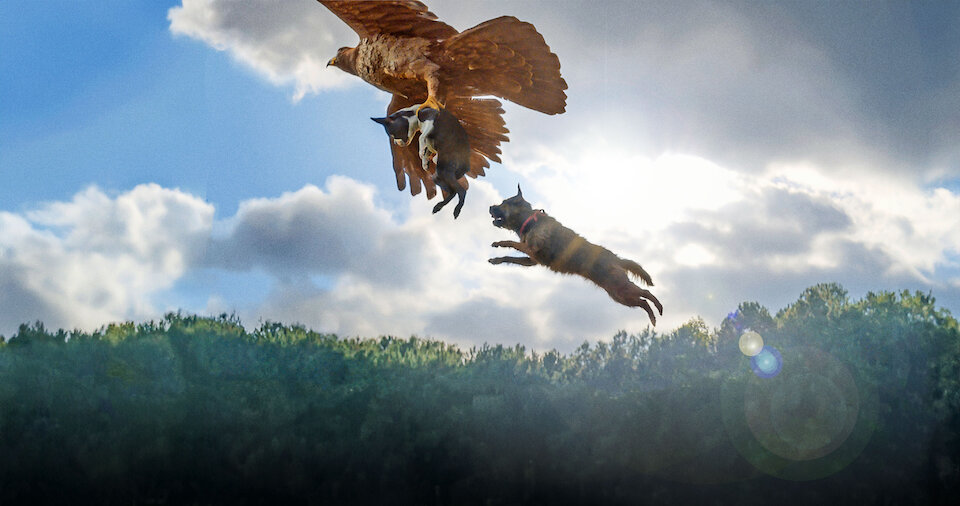 Watch Strays | Netflix