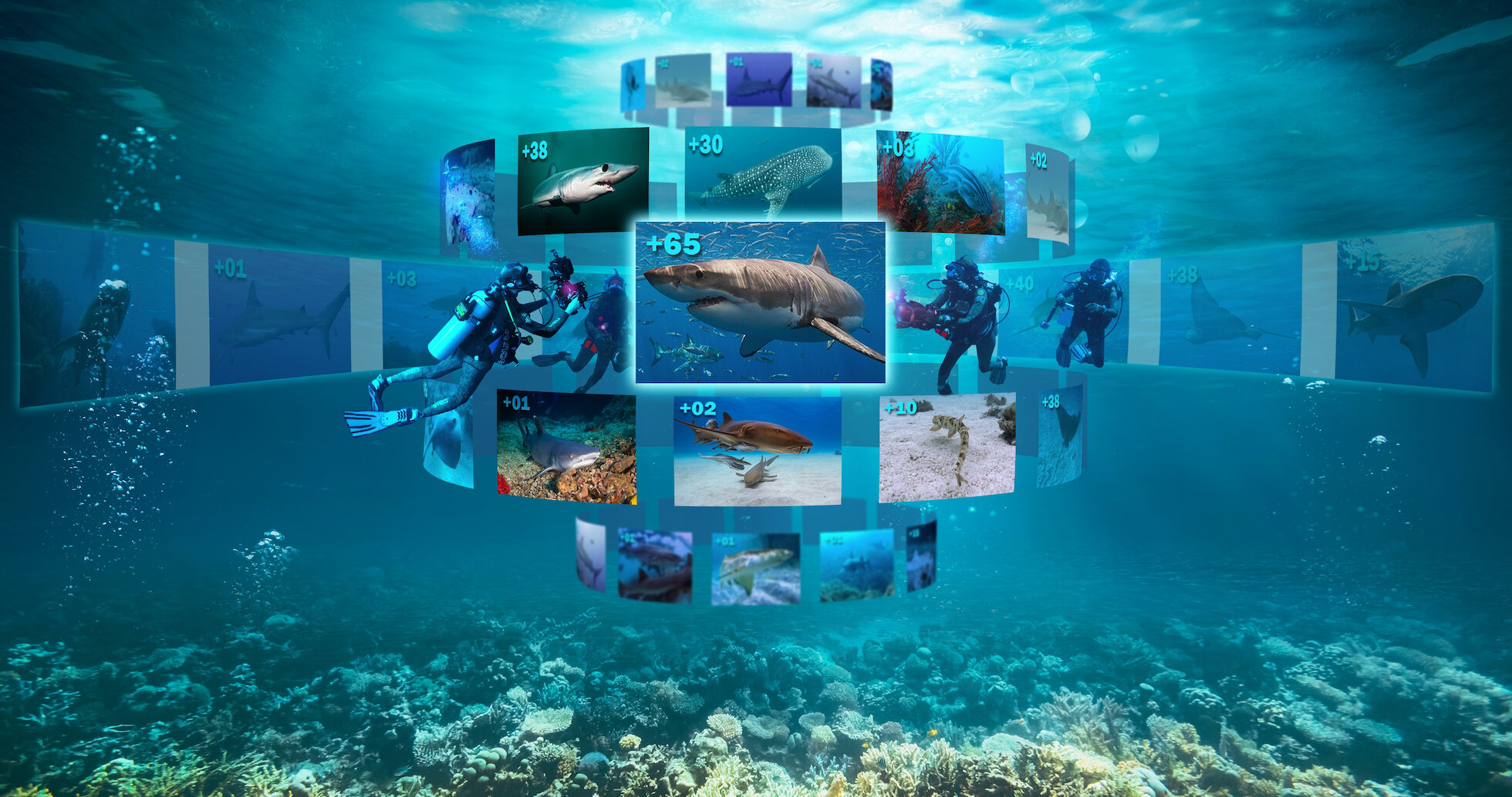 Watch All the Sharks | Netflix Official Site