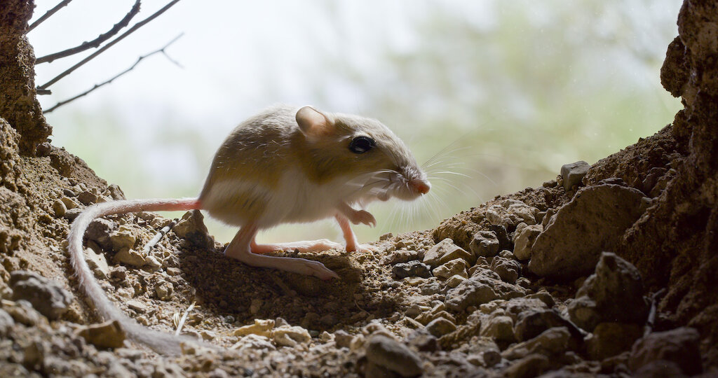 Watch Tiny Creatures | Netflix Official Site