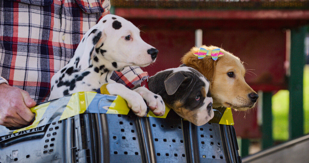 Watch Phantom Pups | Netflix Official Site