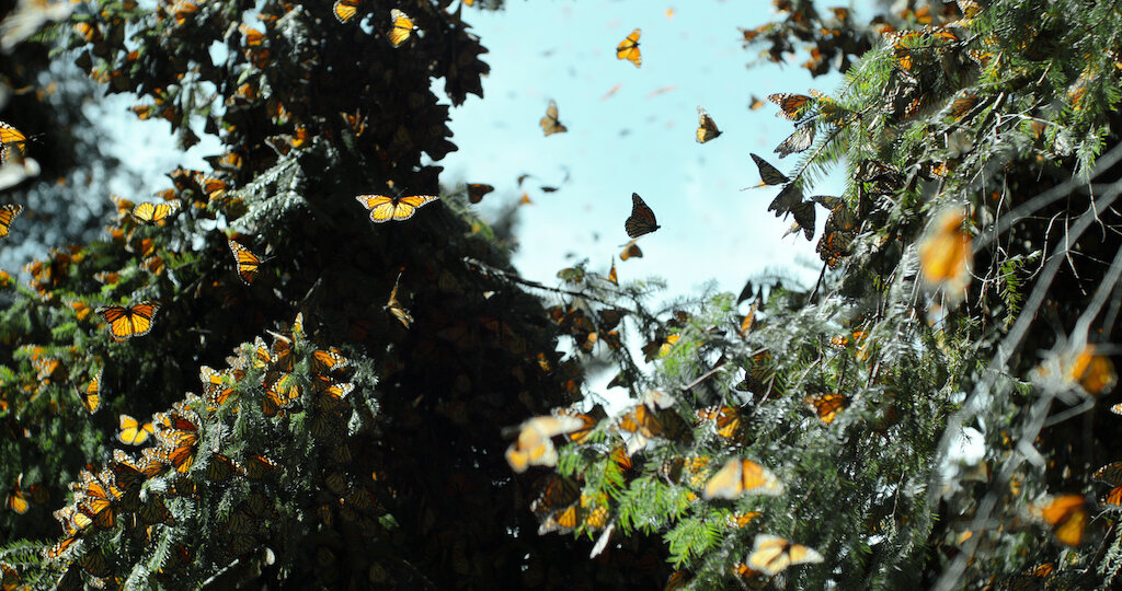 Watch The Guardian of the Monarchs | Netflix Official Site