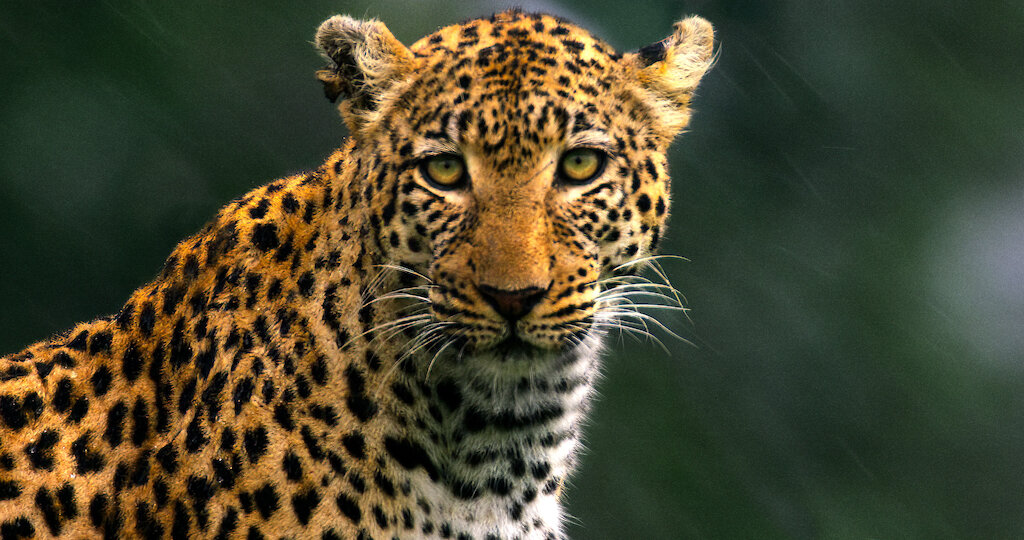 Watch Living with Leopards | Netflix Official Site