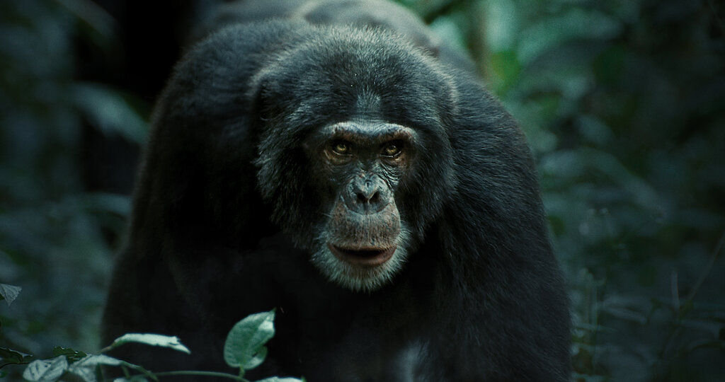 Watch Chimp Empire | Netflix Official Site