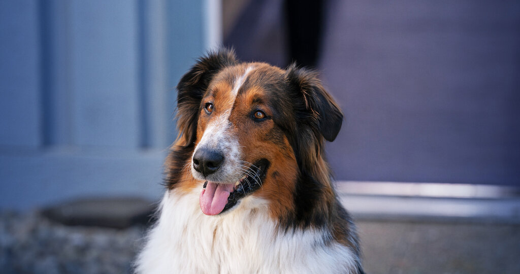 Watch Rescued by Ruby | Netflix