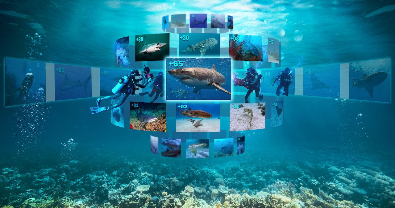 Watch All the Sharks | Netflix Official Site