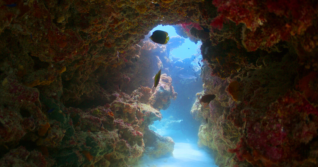 Watch Life in Color with David Attenborough | Netflix Official Site