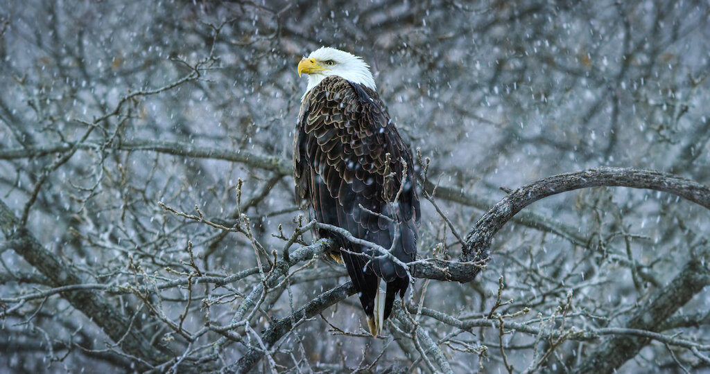 Watch Animal | Netflix Official Site